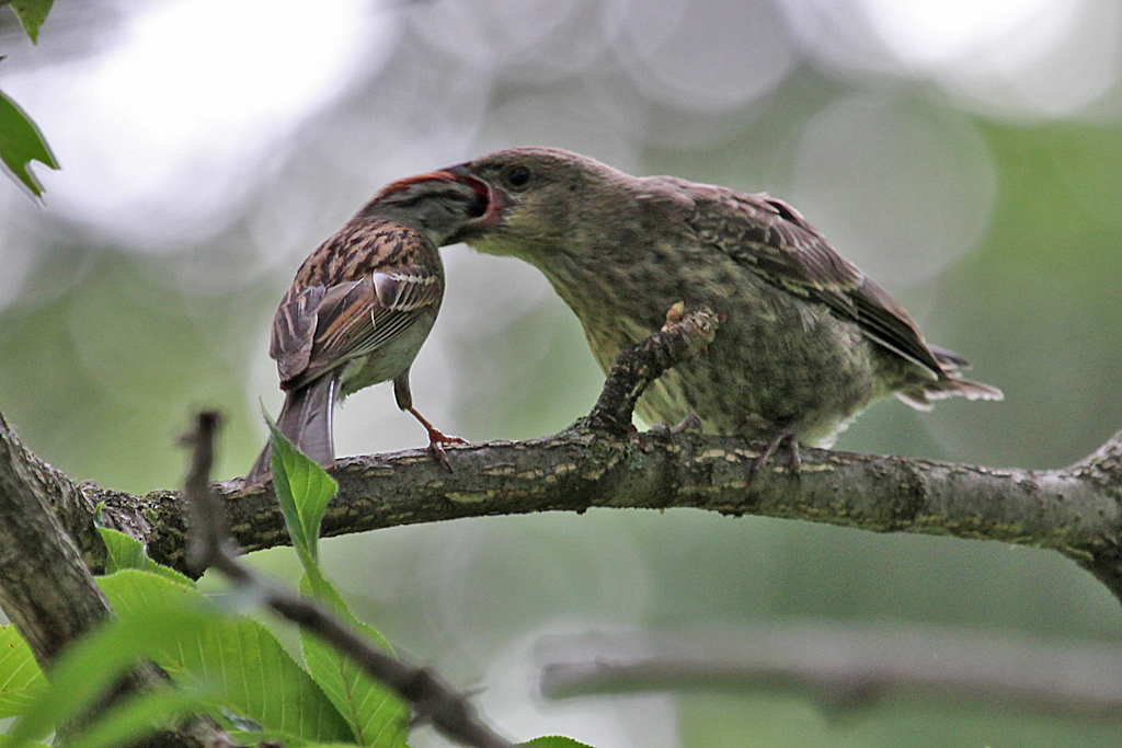Cowbird Chicks Have Foster Parents | Fanatic Cook