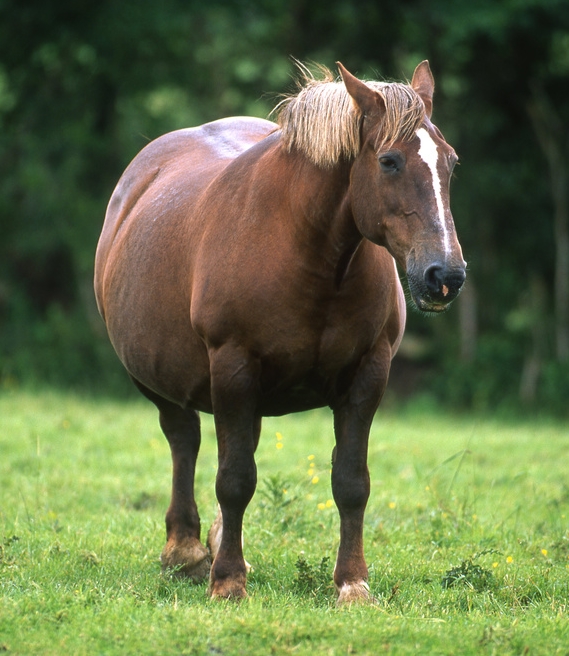 Study: The Animals Around Us Are Getting Fat Too And It’s Not Because ...