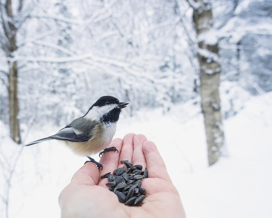 Boreal Chickadee Lives In The Arctic Year-Round. How? | Fanatic Cook