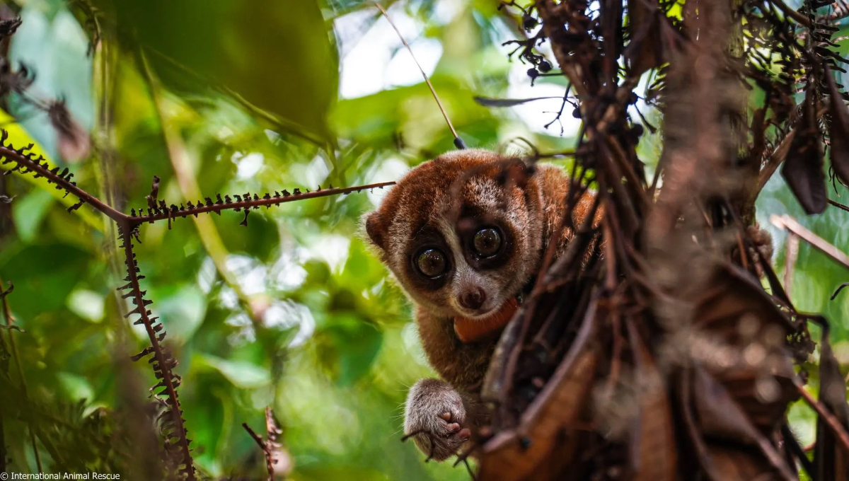 Slow Loris | Fanatic Cook