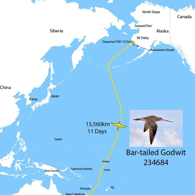 A 5-Month Old Bird Just Flew 8,400 Miles Nonstop, Breaking World Record ...